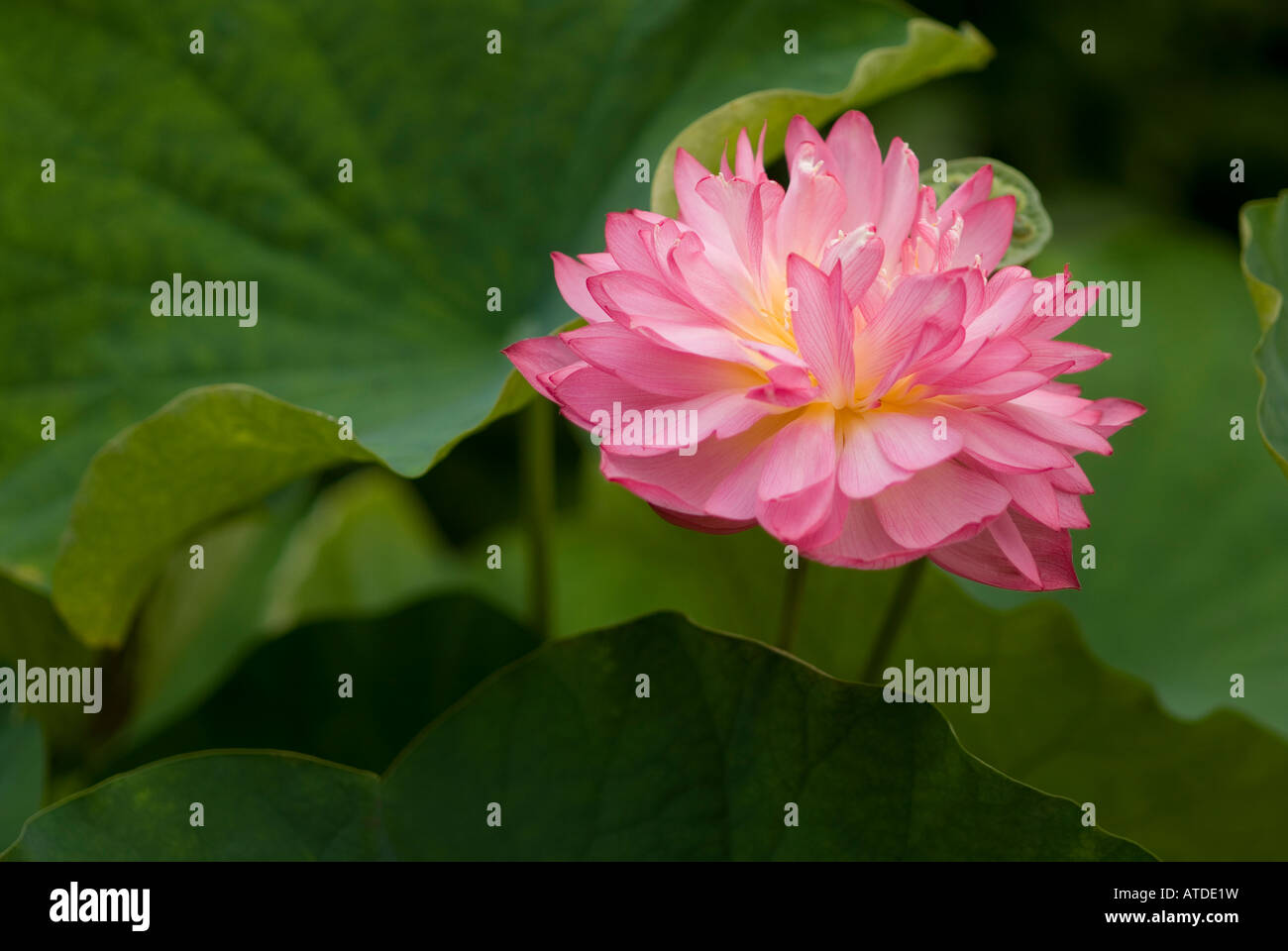 Close up lotus flower hi-res stock photography and images - Alamy