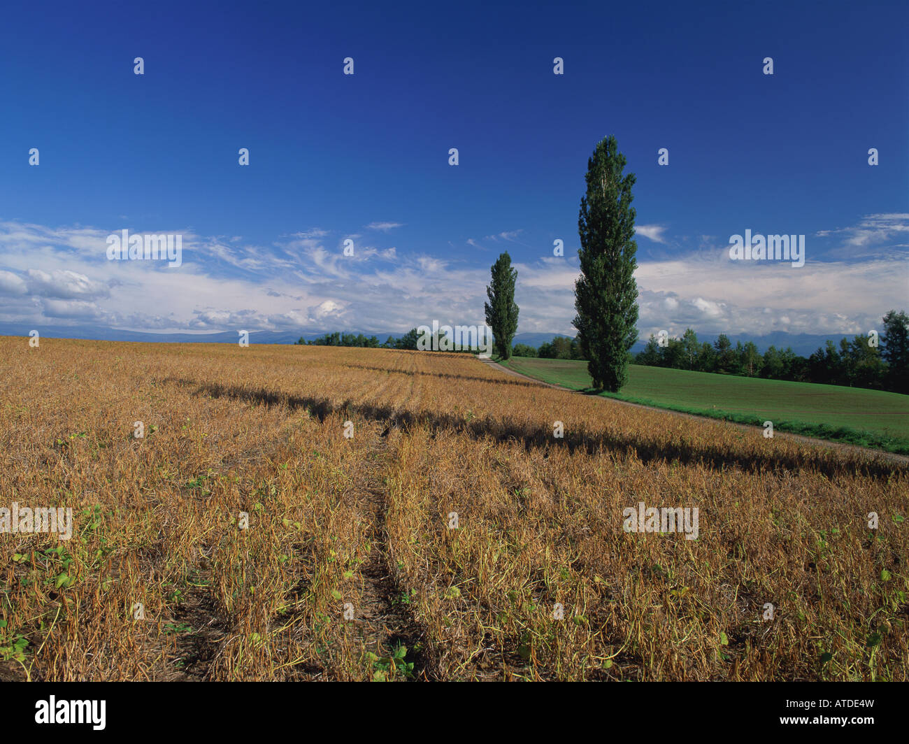 Wheat field, Hokkaido, Japan Stock Photo - Alamy