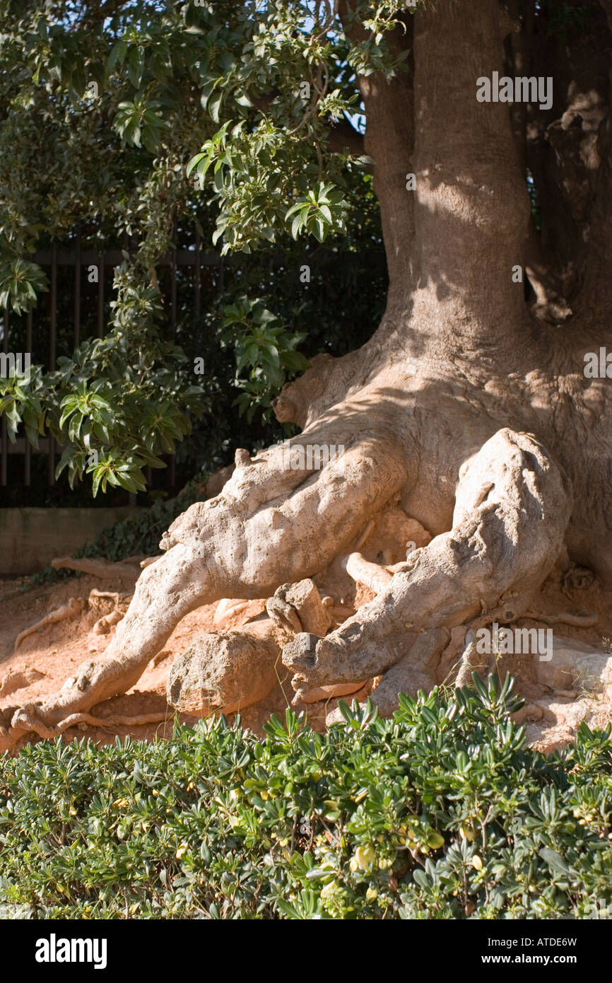 old large tree root Stock Photo - Alamy