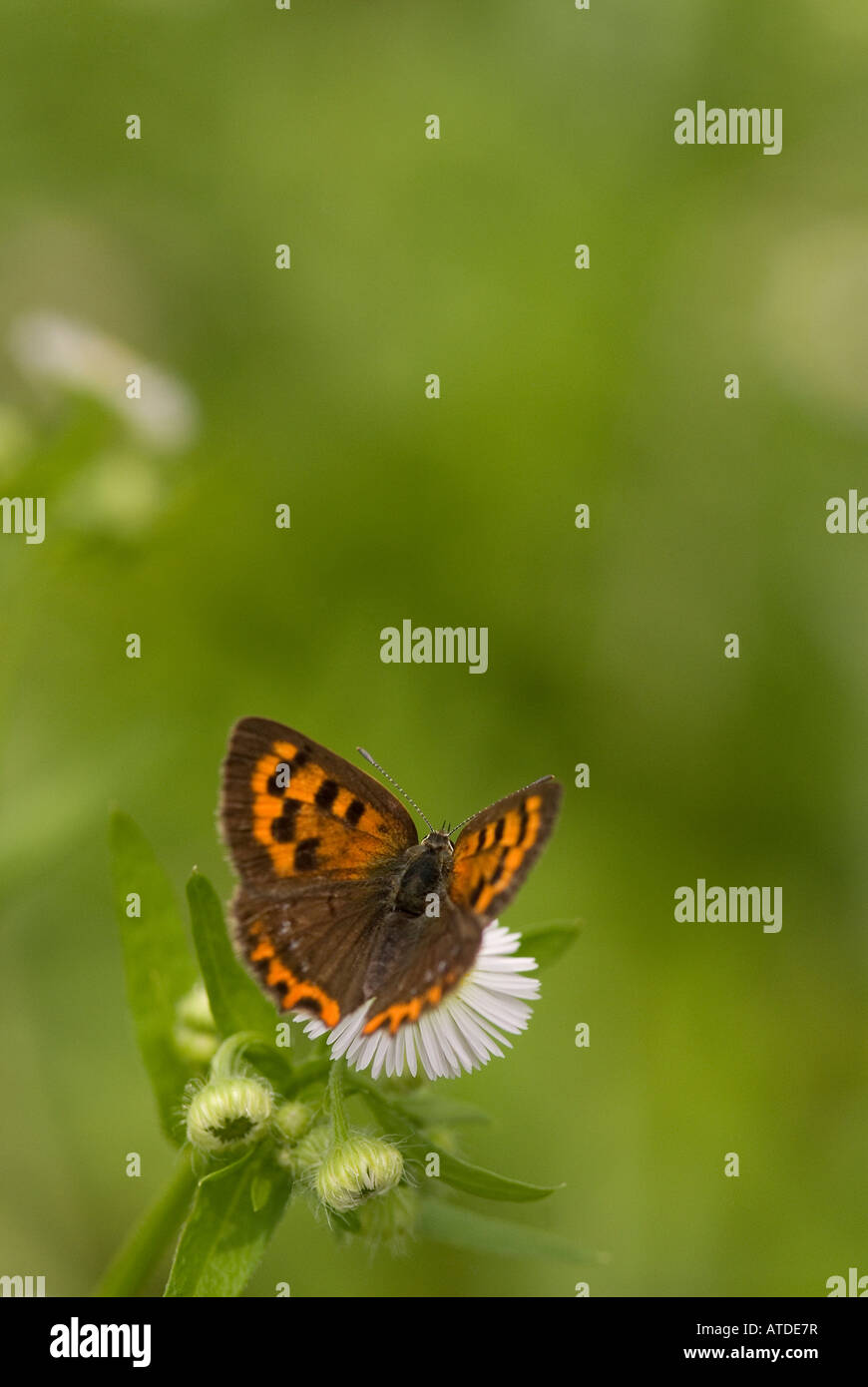 Small copper butterfly Stock Photo - Alamy