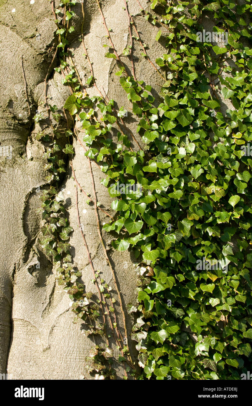 Ivy Hedera helix climbing up a Beech tree Fagus sylvatica Stock Photo ...