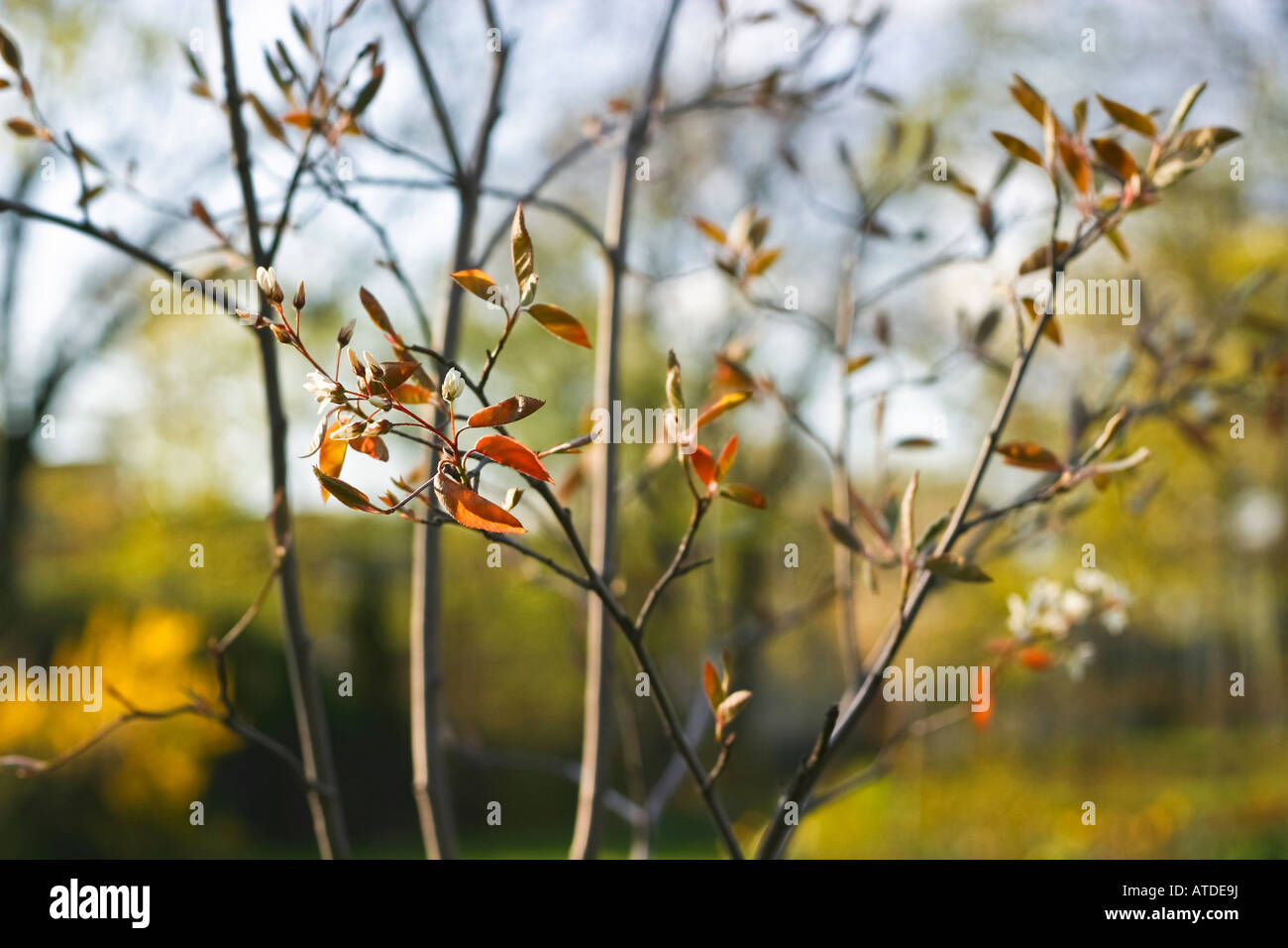 Spring revival landscape Stock Photo - Alamy