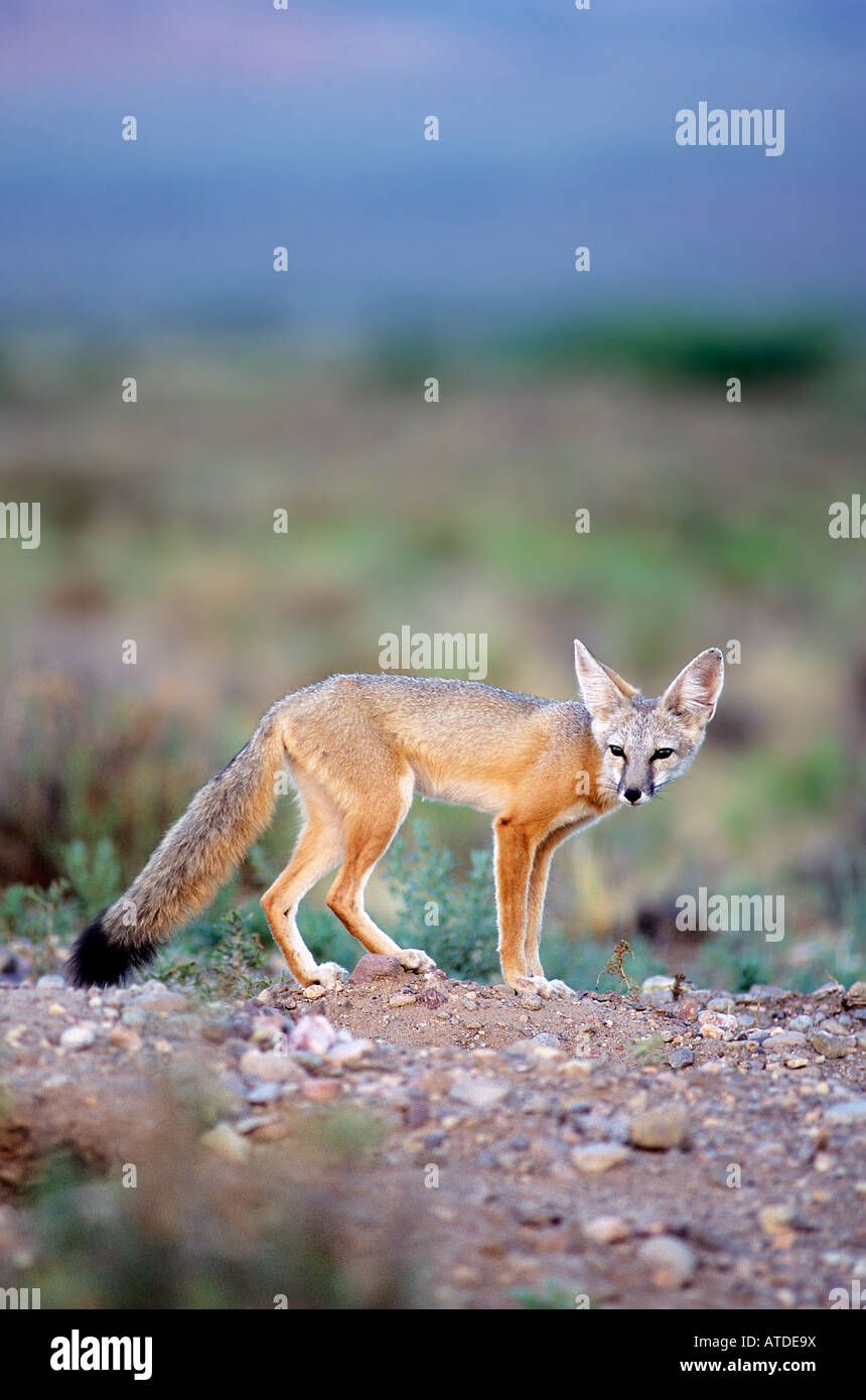 Desert kit fox hi-res stock photography and images - Alamy