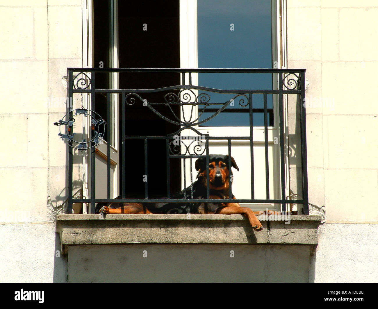 Dog on balcony hi-res stock photography and images - Alamy