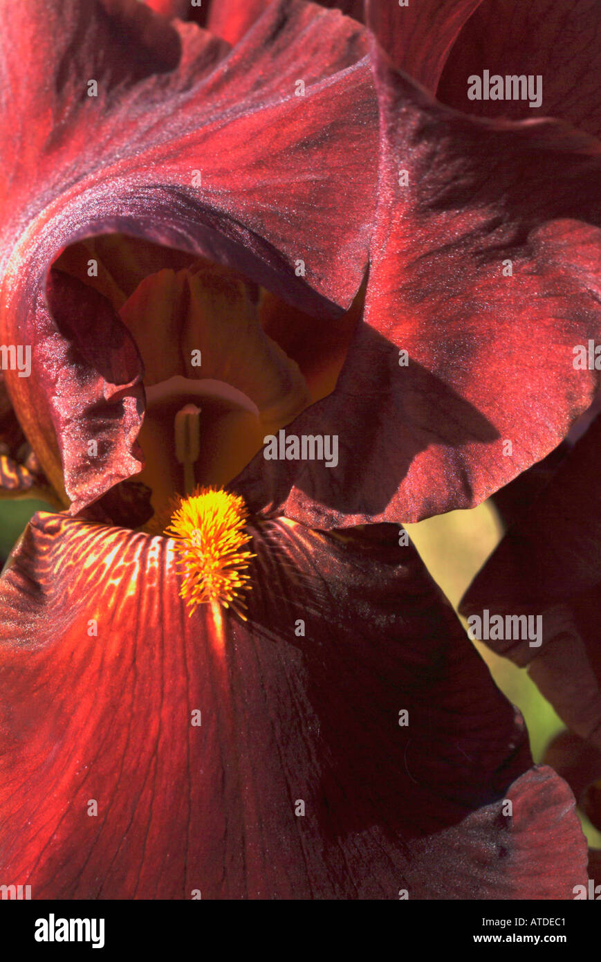 Iris bearded wall hi-res stock photography and images - Alamy