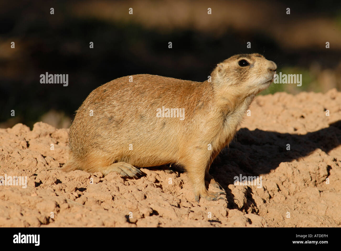Stock photo profile of an adult Utah prairie dog Stock Photo - Alamy