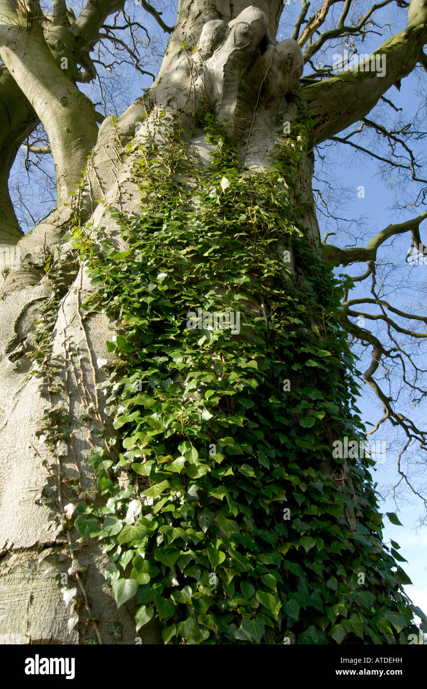 Ivy Hedera helix climbing up a Beech tree Fagus sylvatica Stock Photo ...