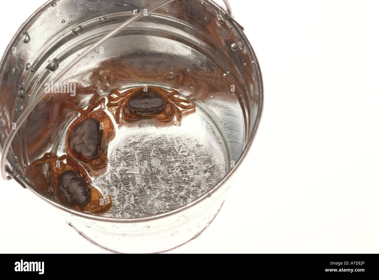 Freshwater crabs in bucket Stock Photo - Alamy