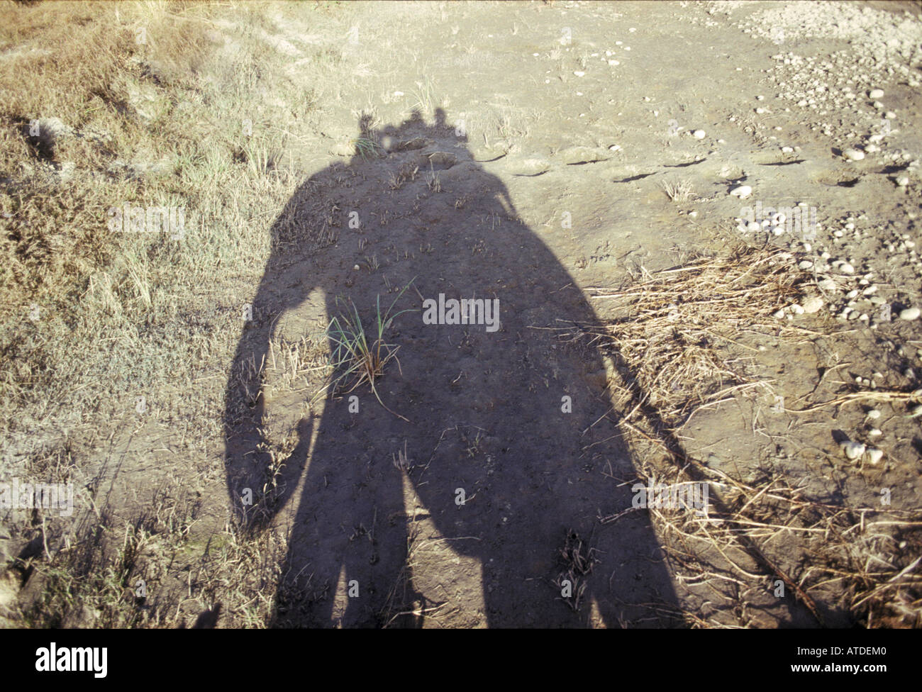 Shadow of a ride elephant with people, Corbett National Park, Uttar ...
