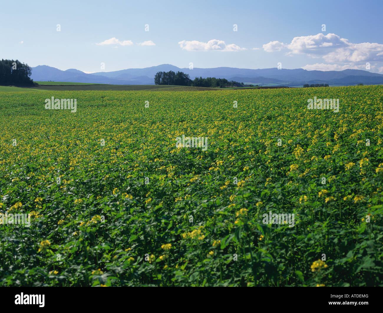Rape field, Hokkaido, Japan Stock Photo - Alamy