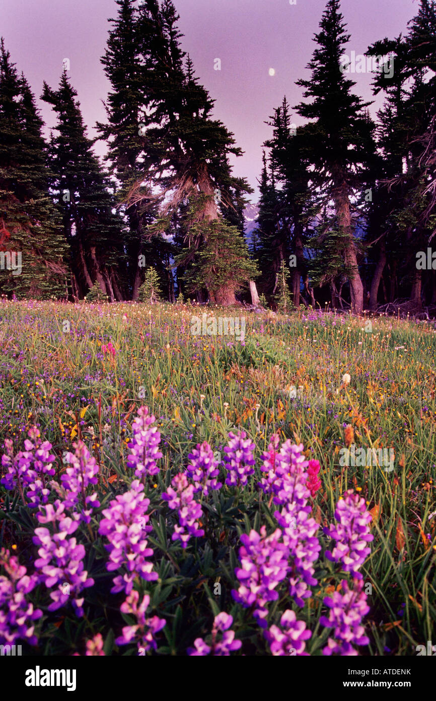 Sunset over Hurricane Ridge with moon, Olympic National Park ...
