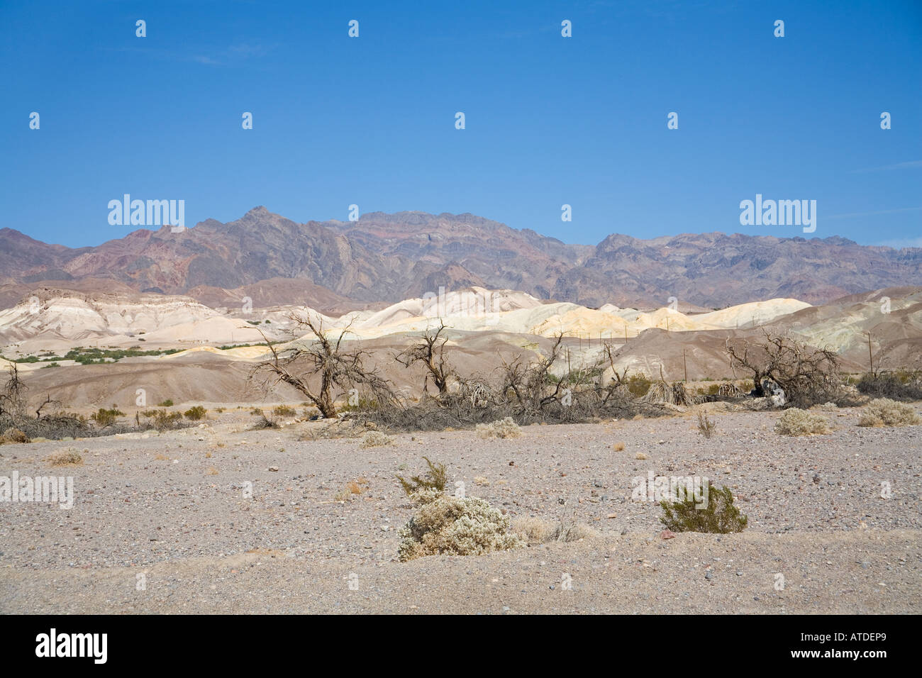 Death valley vegetation plants hi-res stock photography and images - Alamy