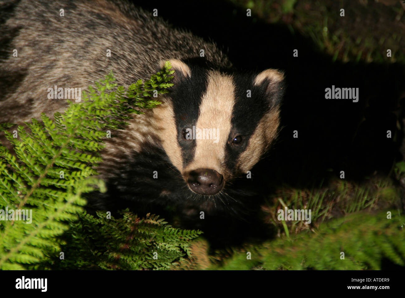 European Badger hiding in ferns at night Stock Photo - Alamy