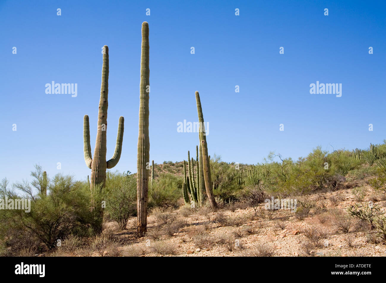 Cactus Country, California, USA Stock Photo - Alamy