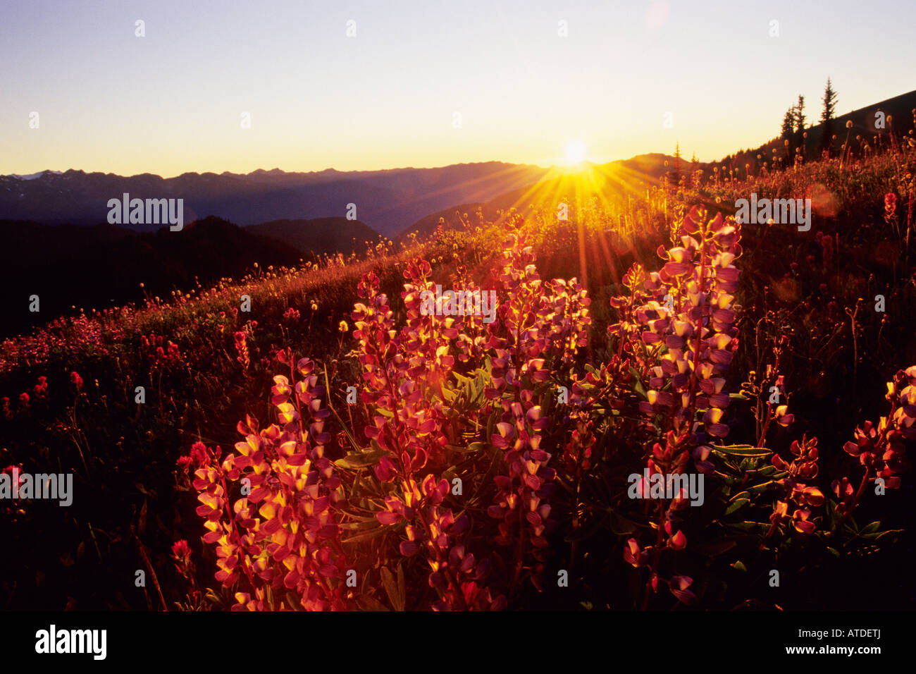 Sunset over Hurricane Ridge, Olympic National Park, Washington State ...