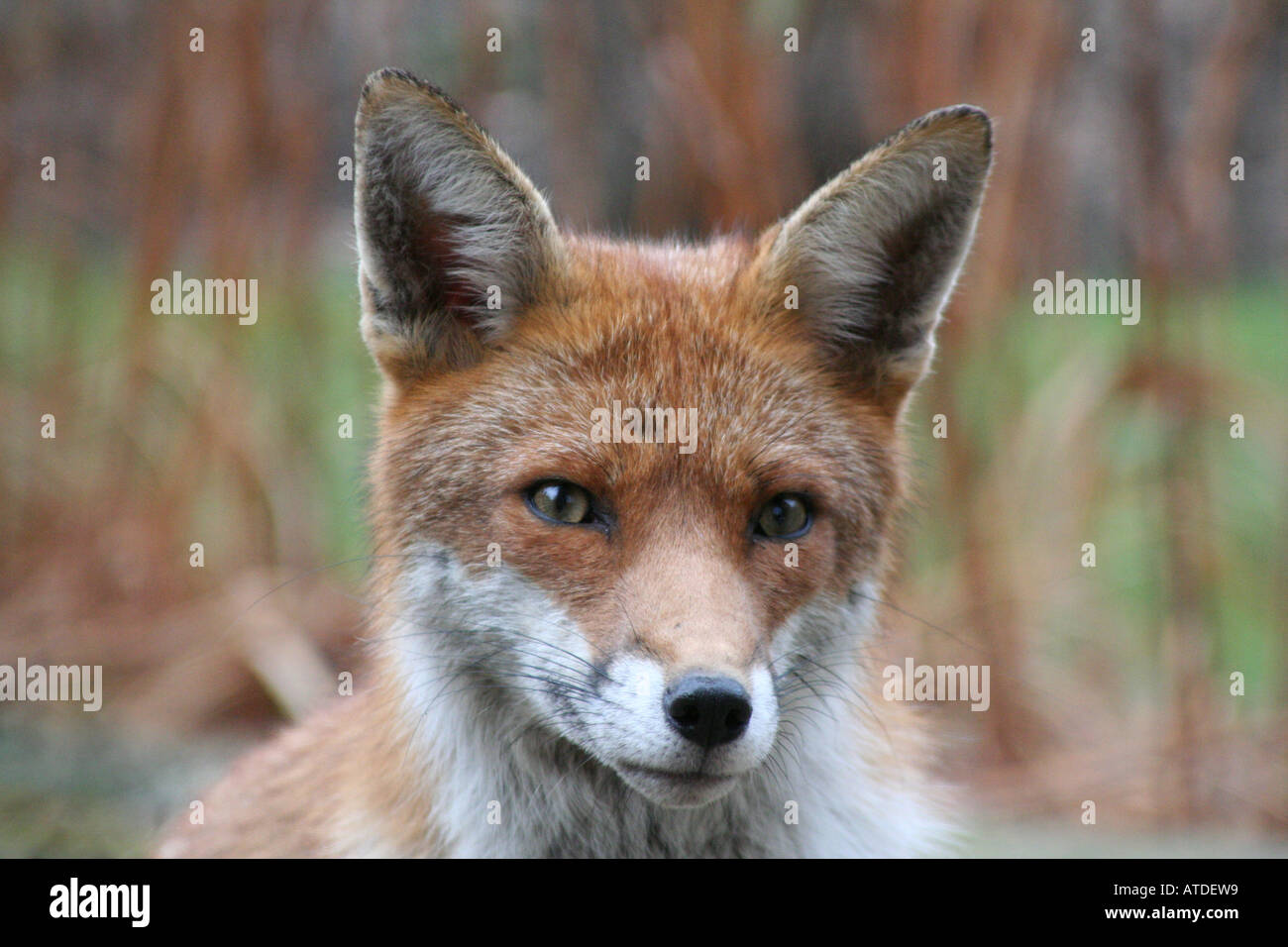 Red Fox stares at camera Stock Photo - Alamy