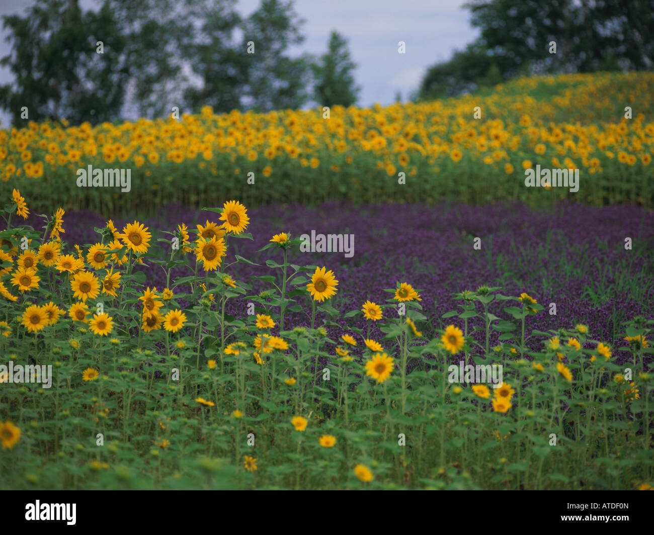 Flower farm, Hokkaido, Japan Stock Photo - Alamy