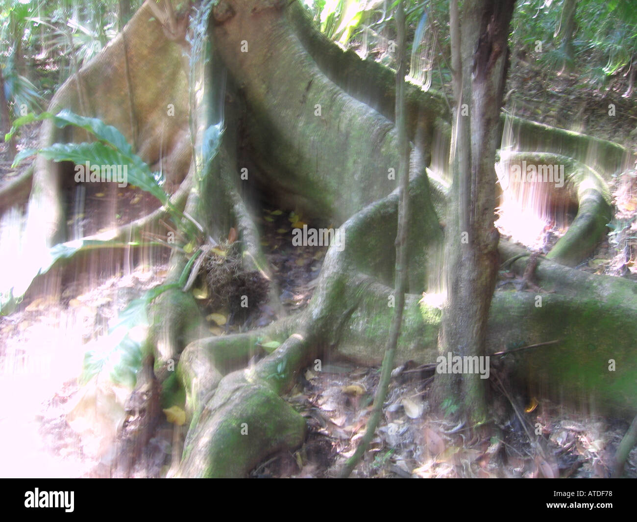 rainforest sian kaan nature reserve quintana roo yucatan peninsula ...