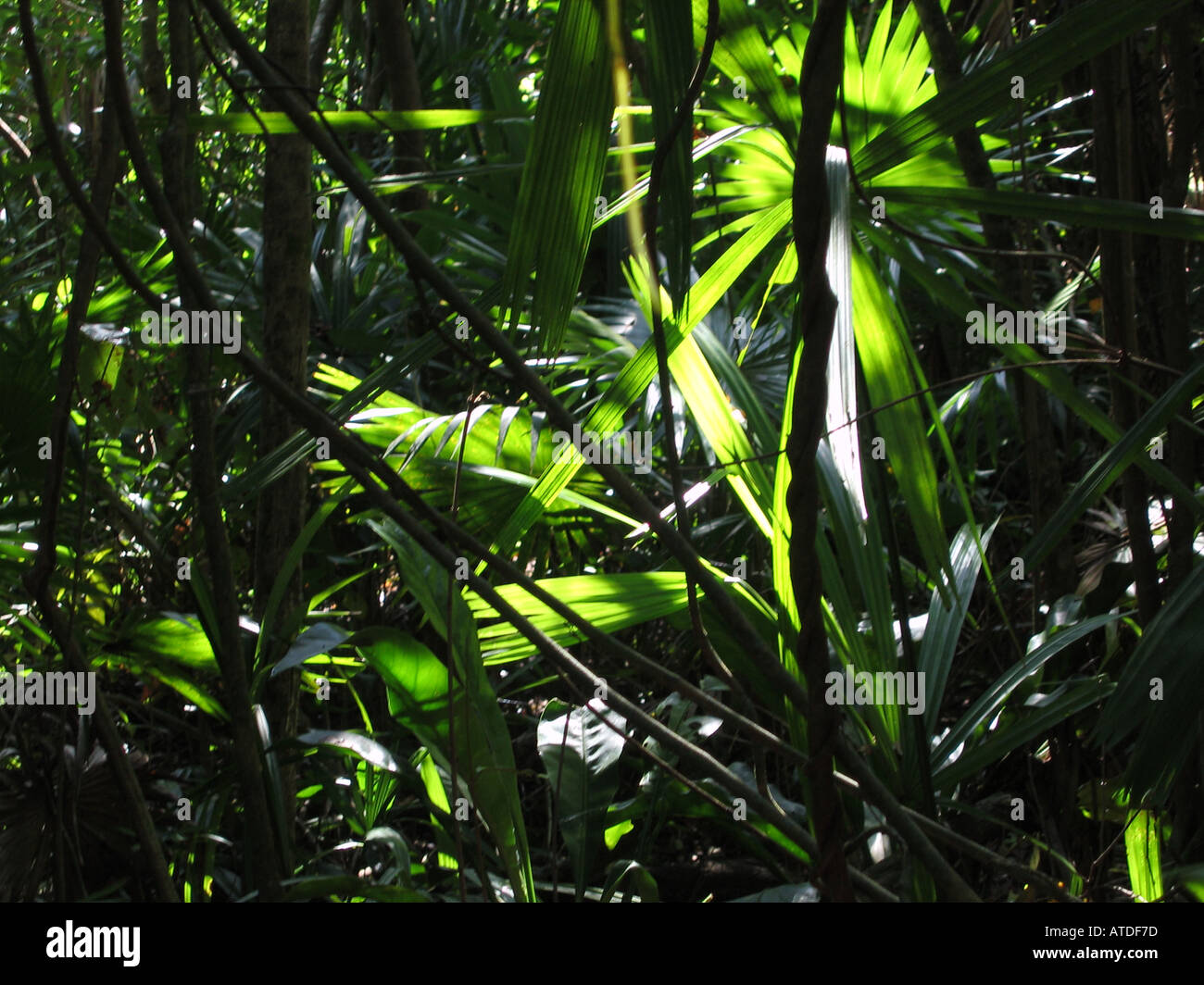 rainforest sian kaan nature reserve quintana roo yucatan peninsula ...