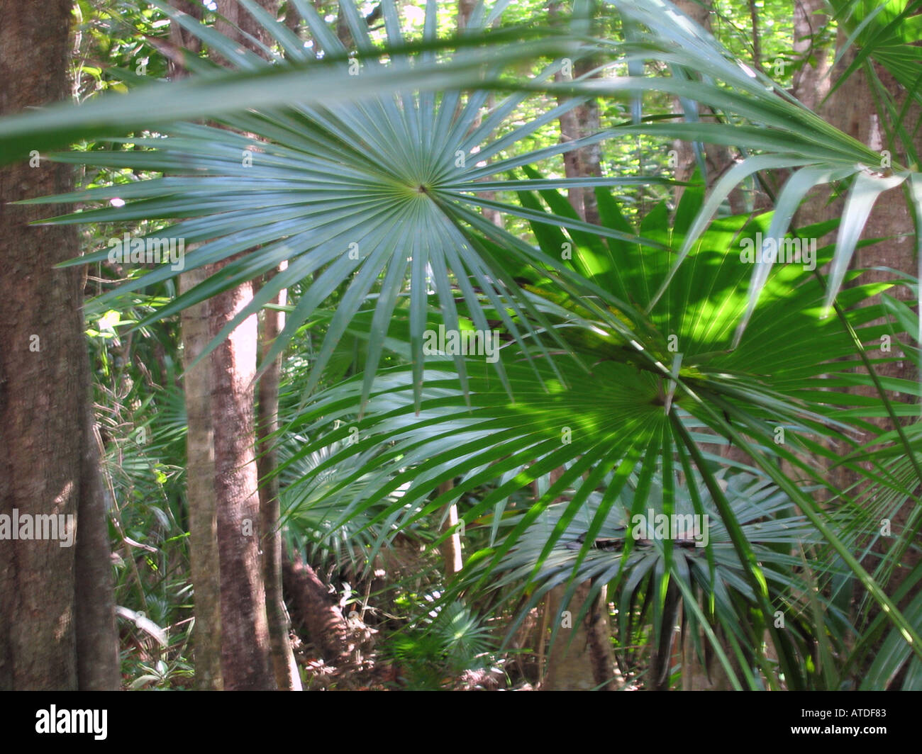 rainforest sian kaan nature reserve quintana roo yucatan peninsula ...