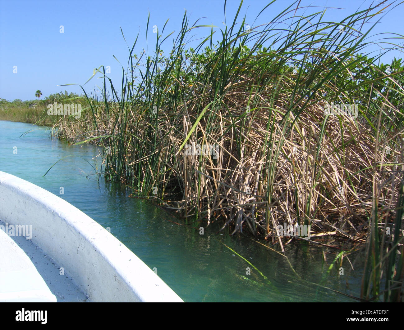 view from boat mayan canal sian kaan nature reserve quintana roo ...