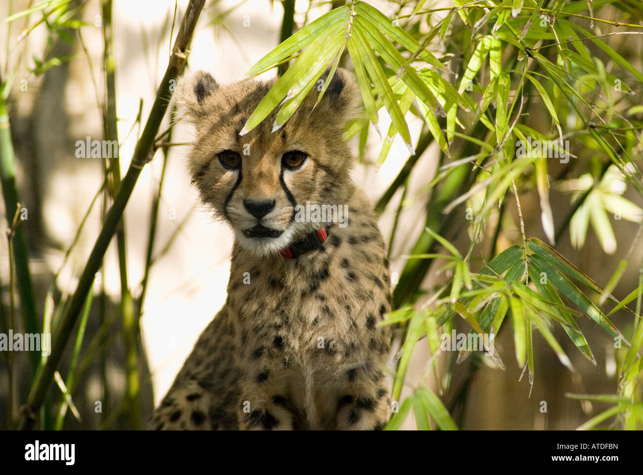 Cheetah cub at the Houston Zoo Texas USA Stock Photo - Alamy