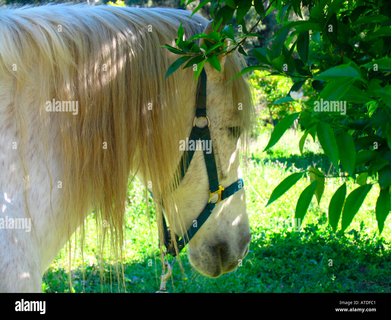 white horse next to tree Stock Photo - Alamy