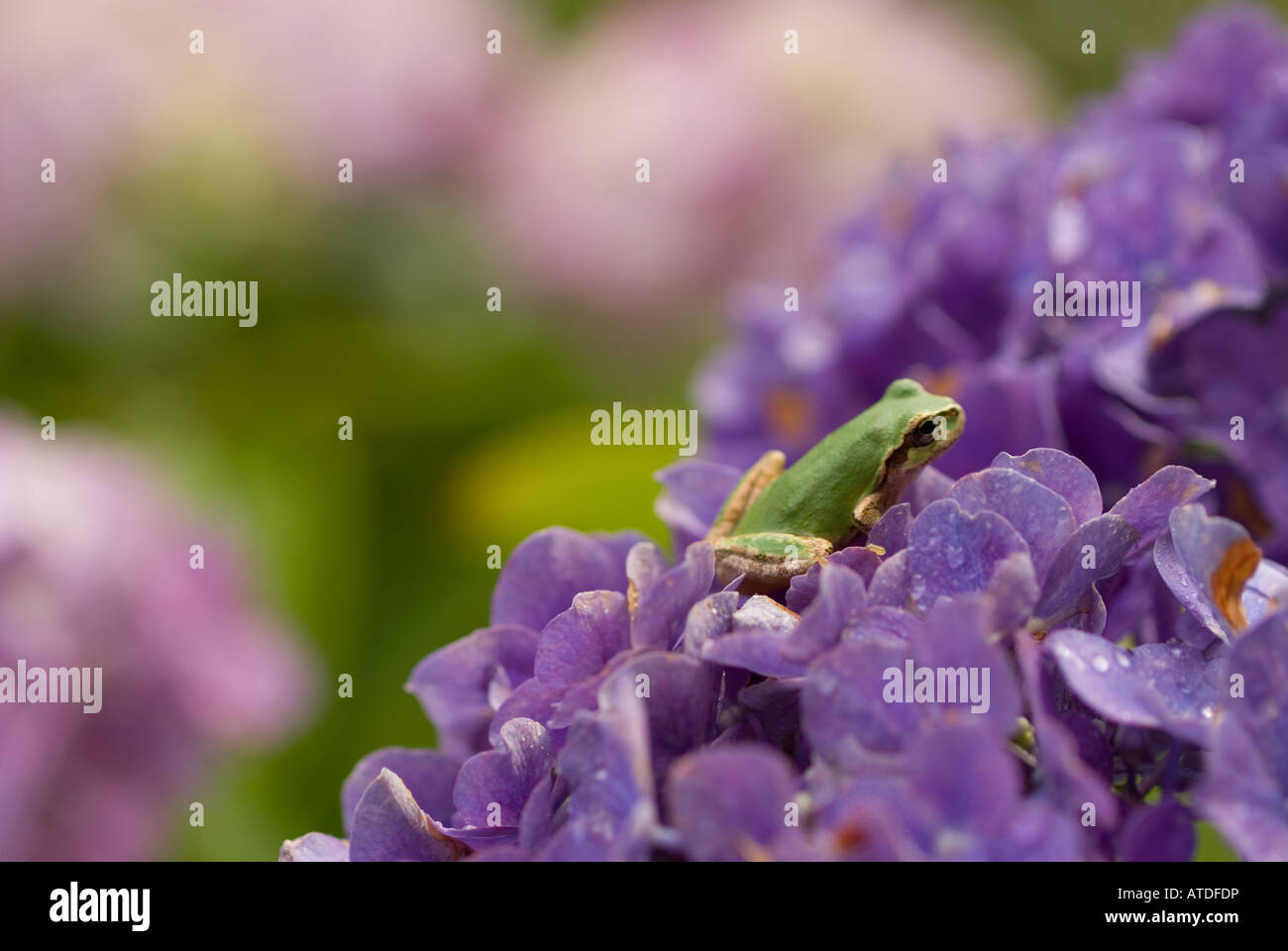 Frog on hydrangea flower Stock Photo - Alamy