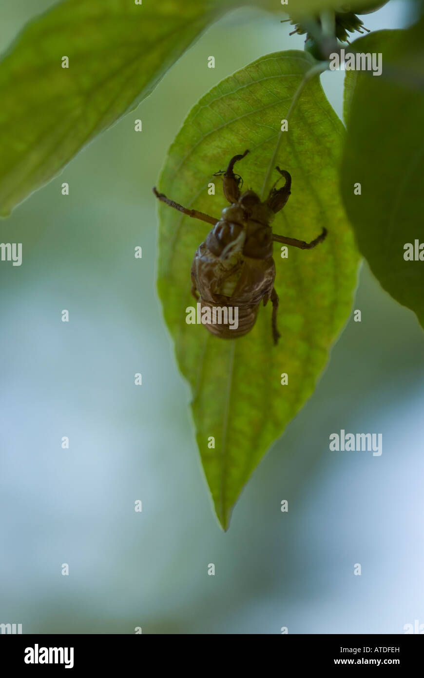 Insect exoskeleton hi-res stock photography and images - Alamy