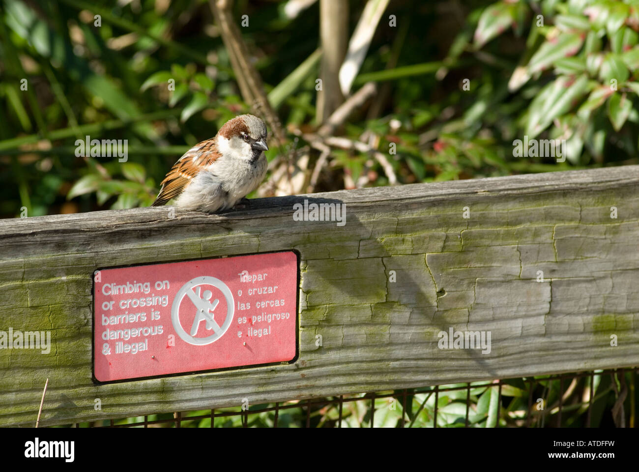 A small bird defies the "do not cross" sign at the Houston Zoo Texas ...