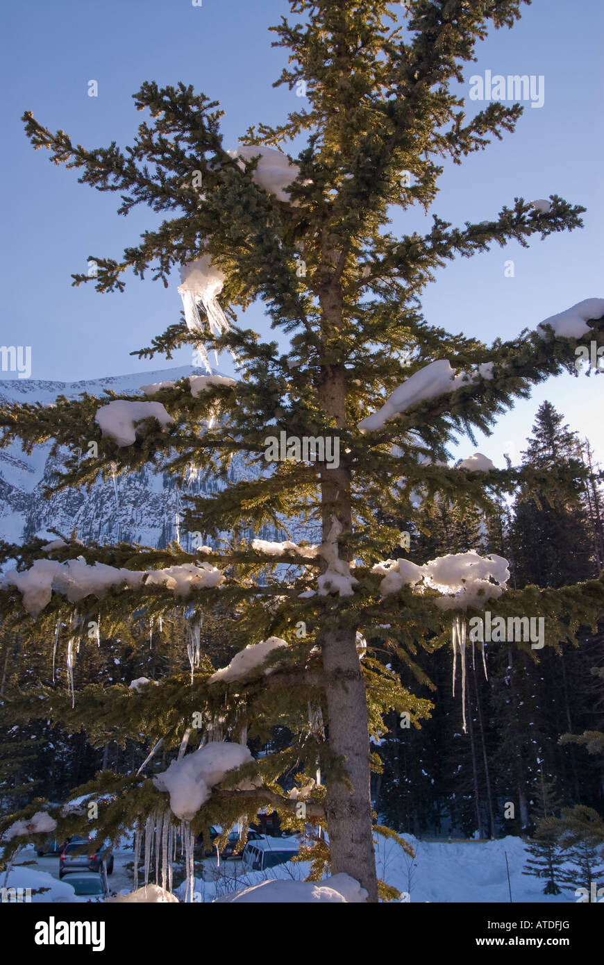 winter season icicles frozen ice spikes hangs on tree branch limb ...