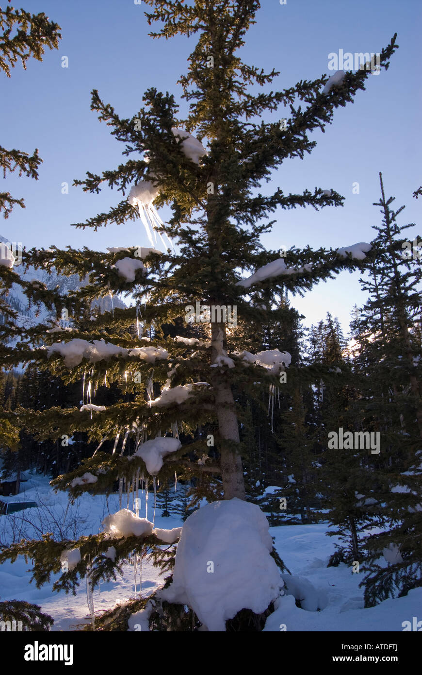 winter season icicles frozen ice spikes hangs on tree branch limb ...