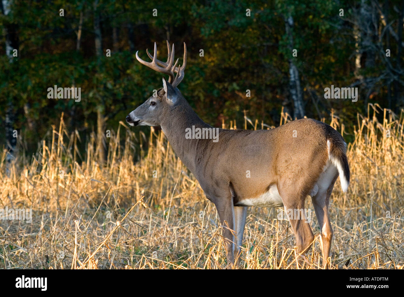 Buk mating hi-res stock photography and images - Alamy
