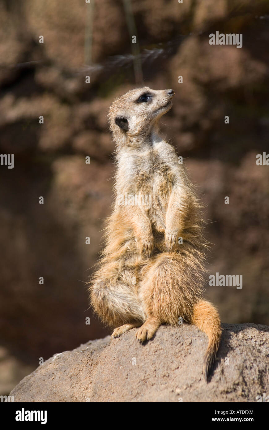 A meerkat look out perches on a rock scouting for trouble at the ...