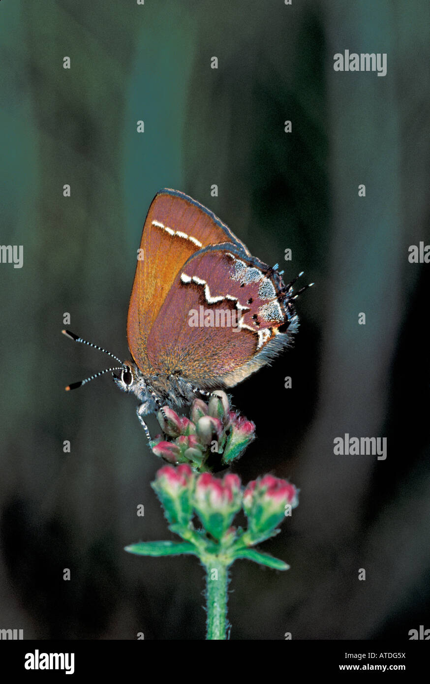 Nelson s Juniper Hairstreak Callophrys gryneus nelsoni CALIFORNIA ...