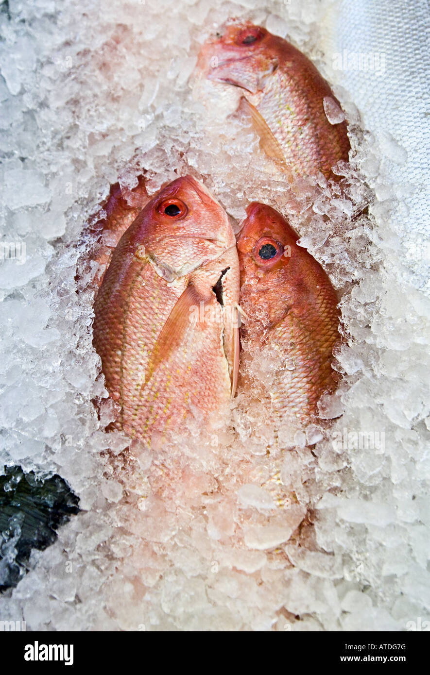 Red snappers market hi-res stock photography and images - Alamy