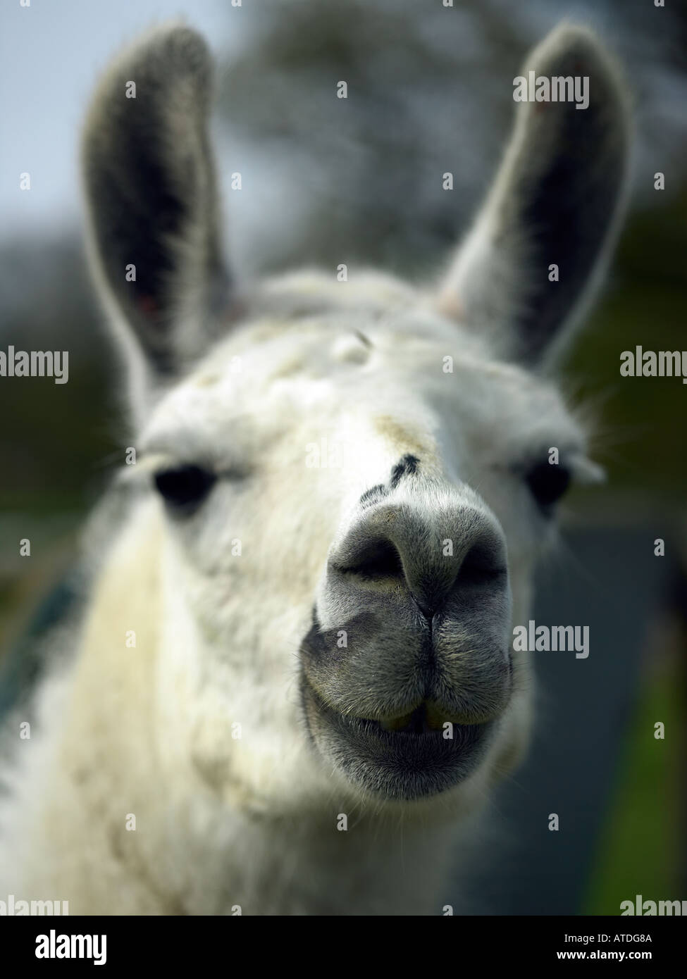 Mouth nose lama hi-res stock photography and images - Alamy