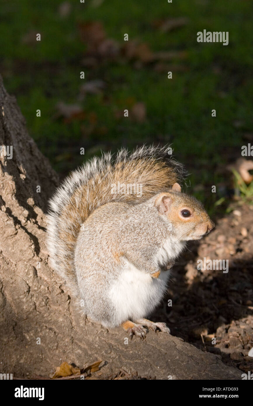 Squirrel sitting in tree hi-res stock photography and images - Alamy