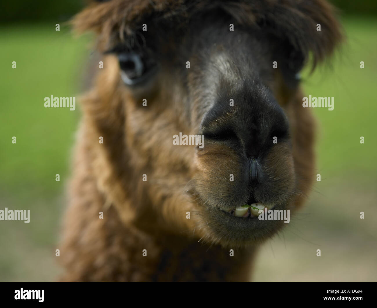 Goofy hi-res stock photography and images - Alamy