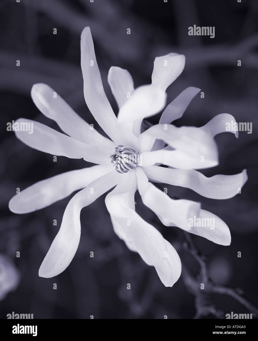 magnolia flower in bloom Stock Photo - Alamy