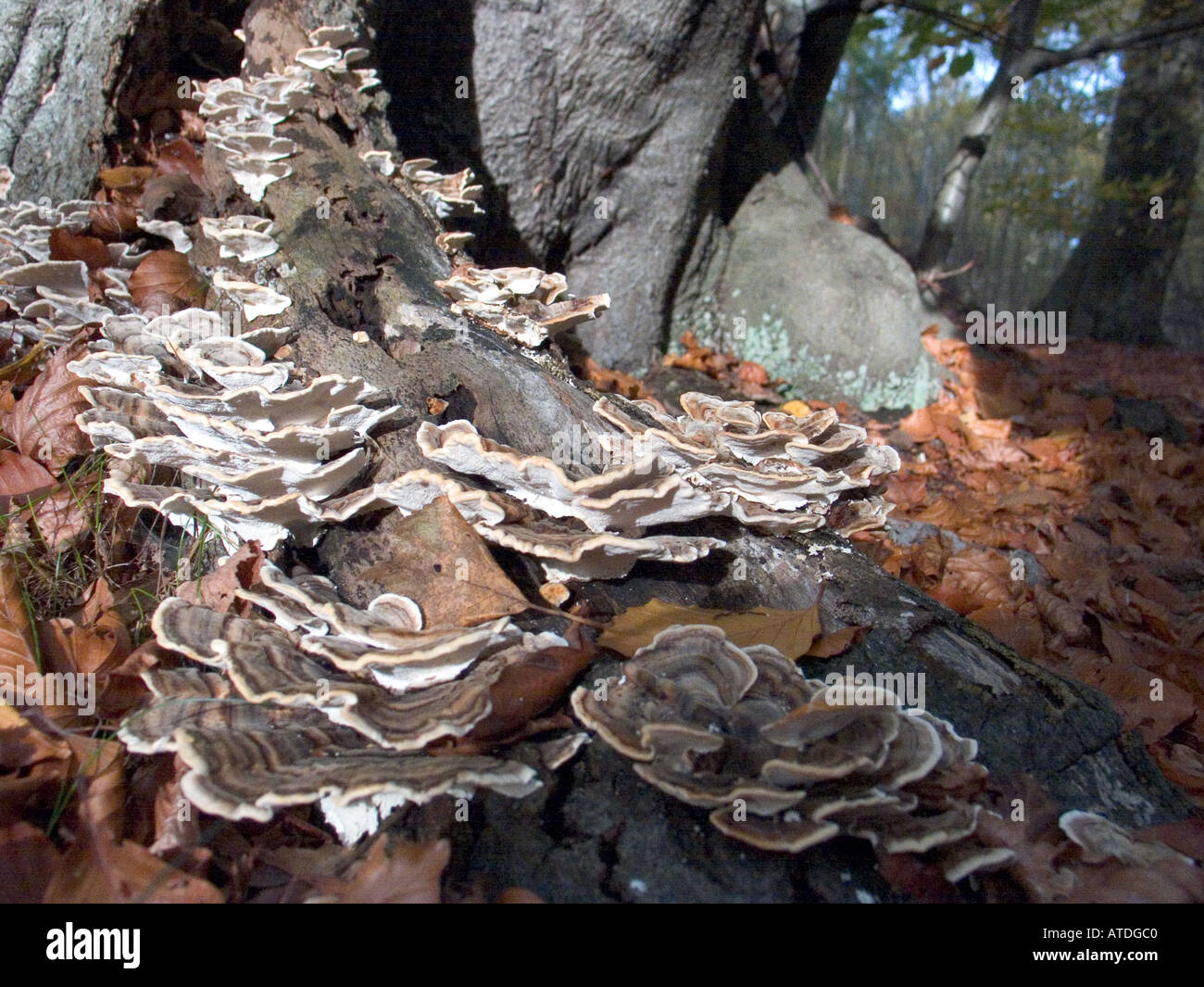 Fungi on beech tree hi-res stock photography and images - Alamy