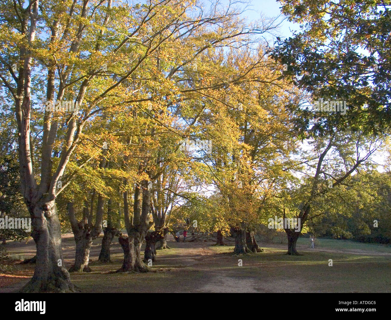 High beech in epping forest hi-res stock photography and images - Alamy