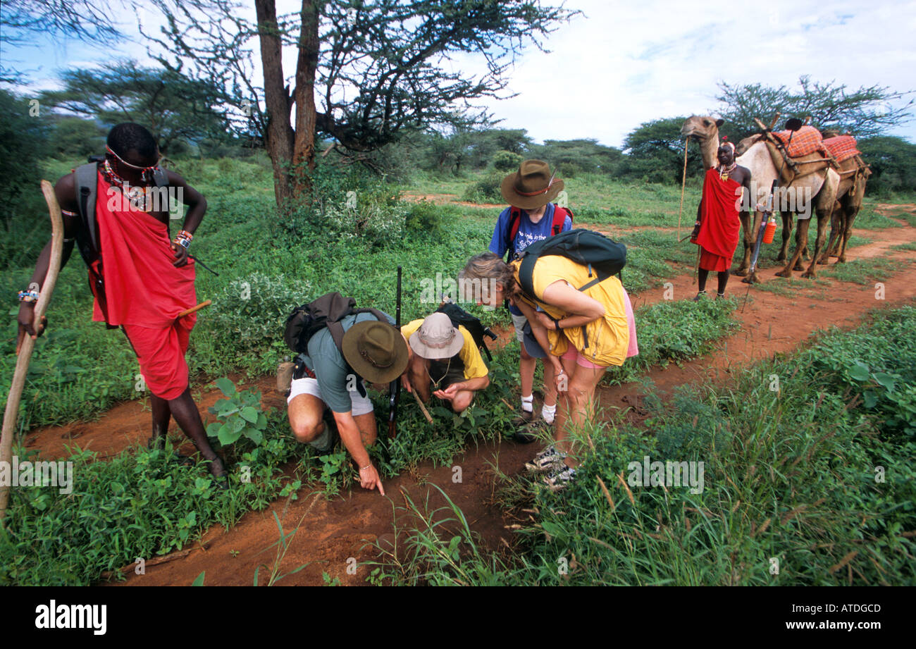 Professional Safari Guide showing Tourists animal tracks on walking ...