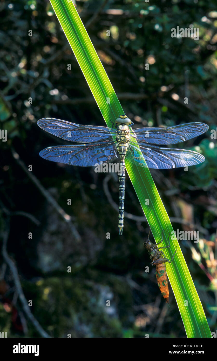 Dragonfly on flag iris leaf hi-res stock photography and images - Alamy