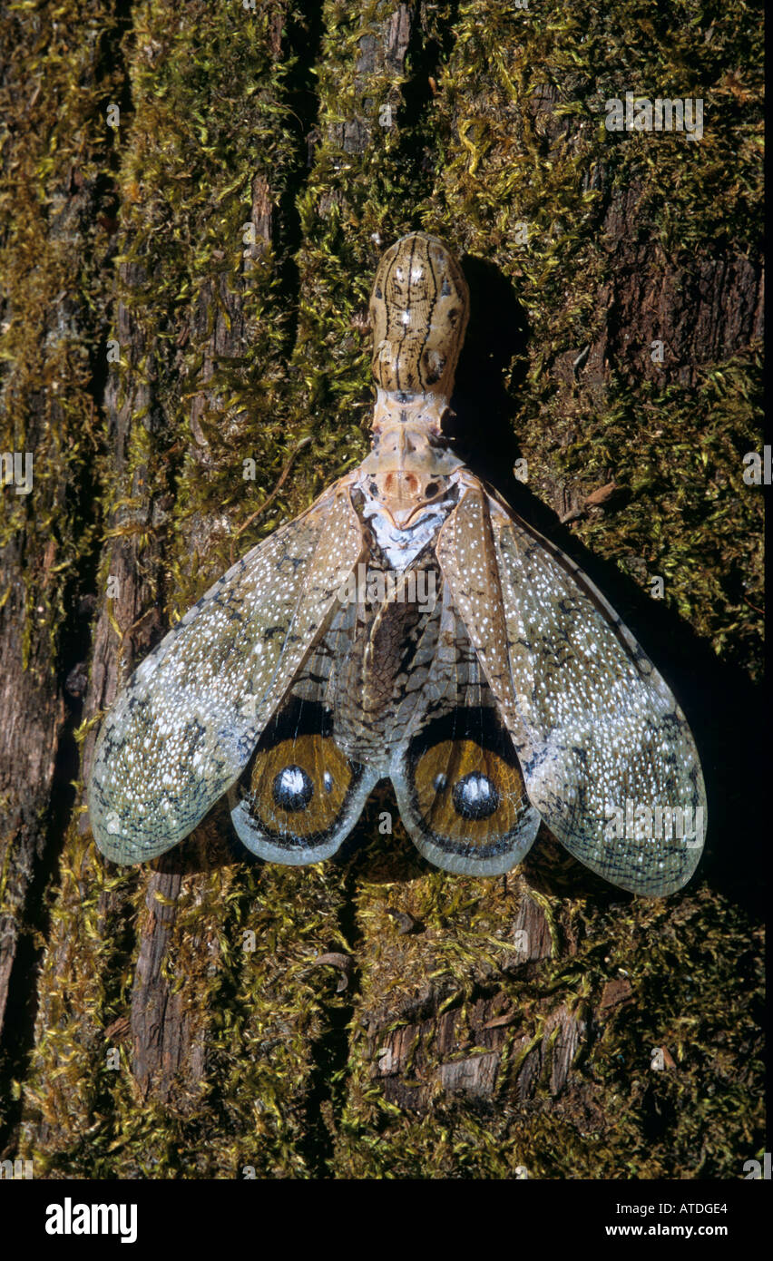 Peanut Head Moth. Fulgora laternaria Chaa Creek.Belize Stock Photo - Alamy