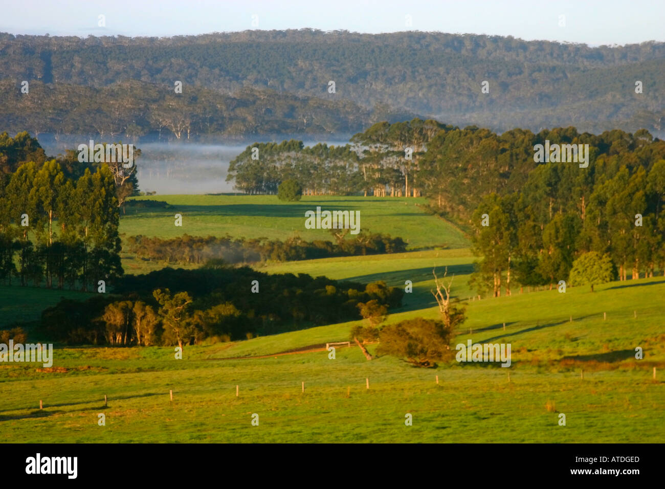 Rolling farmland amongst giant Karri trees near Walpole Western ...