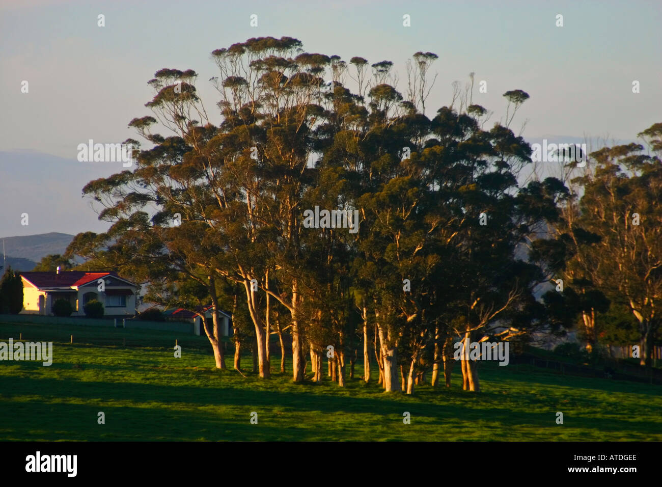 Rolling farmland amongst giant Karri trees near Walpole Western ...
