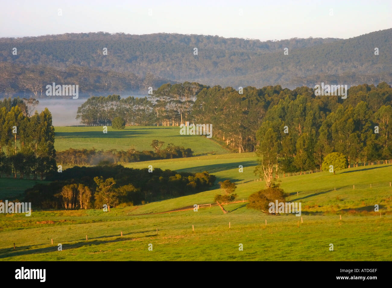 Rolling farmland amongst giant Karri trees near Walpole Western ...