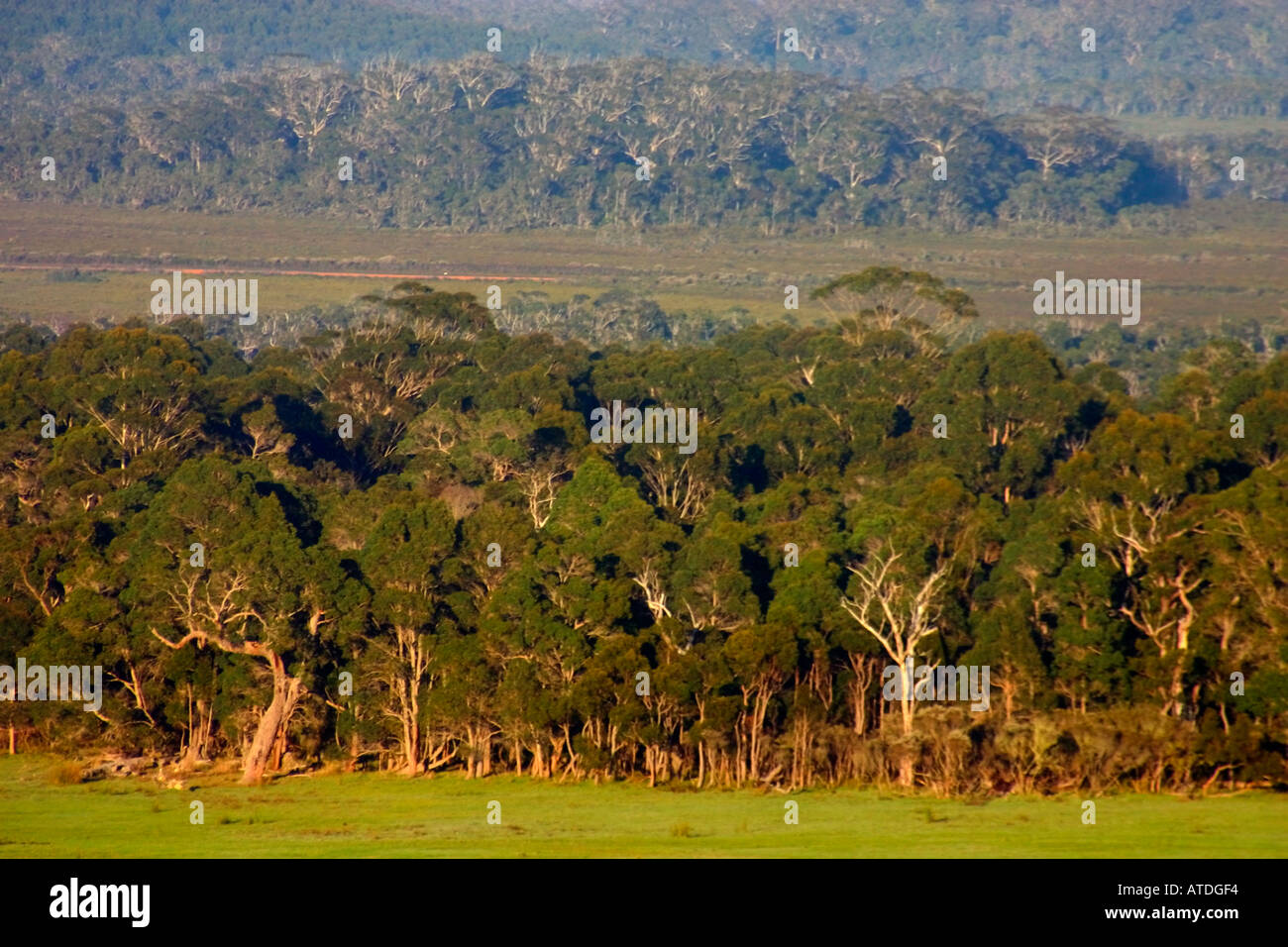 Rolling farmland amongst giant Karri trees near Walpole Western ...