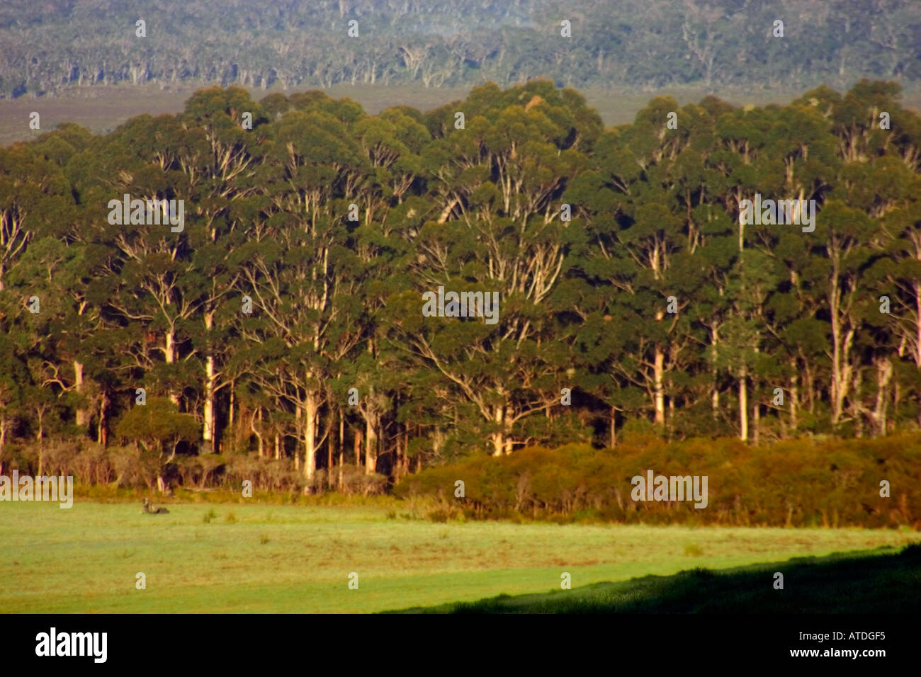 Rolling farmland amongst giant Karri trees near Walpole Western ...